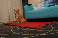 Blanket GIFs - Get the best gif on GIFER