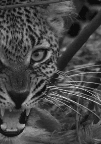 Leopard GIFs - Get the best gif on GIFER