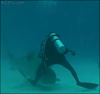 Diver GIFs - Get the best gif on GIFER