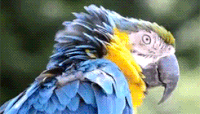 Macaws GIFs - Get the best gif on GIFER