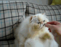 Frenzy GIFs - Get the best gif on GIFER
