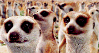Meerkat GIFs - Get the best gif on GIFER