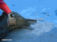 Eels GIFs - Get the best gif on GIFER
