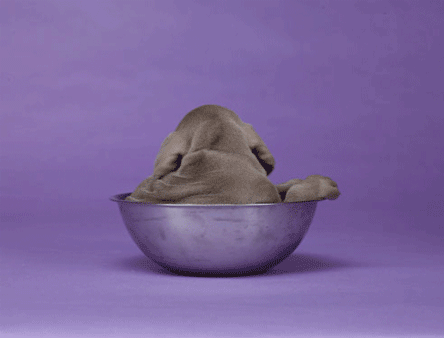 Puppy in a cup GIF - Conseguir o melhor gif em GIFER