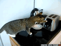Toasts GIFs - Get the best gif on GIFER