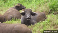 Buffalo GIFs - Get the best gif on GIFER