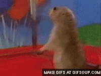 Chipmunks GIFs - Get the best gif on GIFER