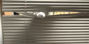 Asomandose GIF - Conseguir el mejor gif en GIFER