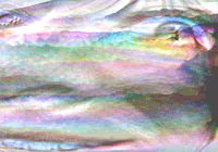 Manic GIFs - Get the best gif on GIFER