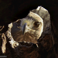 Hawks GIFs - Get the best gif on GIFER
