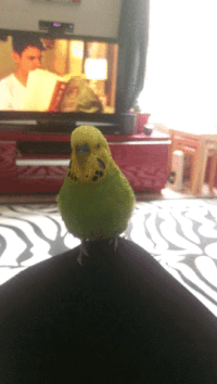Budgie GIFs - Get the best gif on GIFER