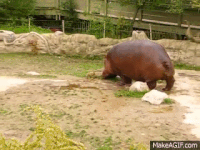 Hippo GIFs - Get the best gif on GIFER