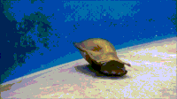 Hatching GIFs - Get the best gif on GIFER