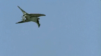 Hunter GIFs - Get the best gif on GIFER