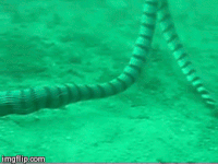 Mwahaha GIFs - Get the best gif on GIFER