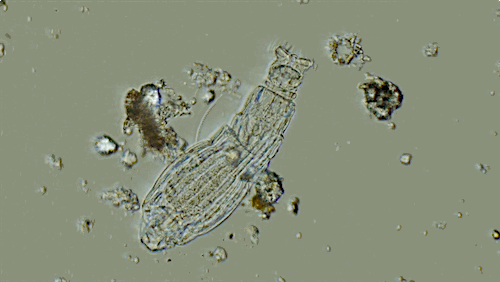 Rotifers гифки, анимированные GIF изображения rotifers - скачать гиф ...