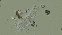 Bryophytes GIFs - Get the best gif on GIFER