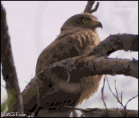 Hawk GIFs - Get the best gif on GIFER