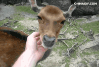 Taming гифки, анимированные GIF изображения taming - скачать гиф ...