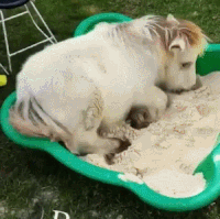 Miniature horse GIFs - Get the best gif on GIFER