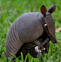 Armadillo GIFs - Get the best gif on GIFER