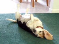 Beagle GIFs - Get the best gif on GIFER