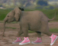 Elefant GIFs - Get the best gif on GIFER