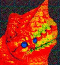 Catgifs GIFs - Get the best gif on GIFER