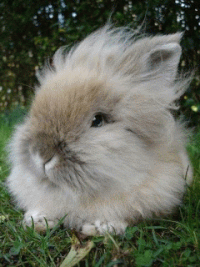 Bunny GIFs - Get the best gif on GIFER