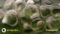 Tadpole GIFs - Get the best gif on GIFER