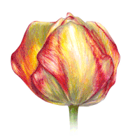 Lapiz GIFs - Get the best gif on GIFER