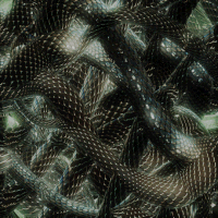 Snake GIFs - Get the best gif on GIFER