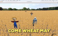 Wheat GIFs - Get the best gif on GIFER