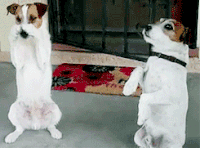 Concentration GIFs - Get the best gif on GIFER