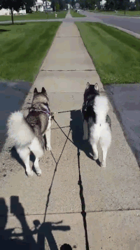 Mushing GIFs - Get the best gif on GIFER