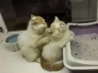 Kitten GIFs - Get the best gif on GIFER