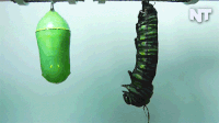 Metamorphosis GIFs - Get the best gif on GIFER