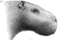 Rodents GIFs - Get the best gif on GIFER