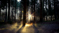 Arboles GIFs - Get the best gif on GIFER