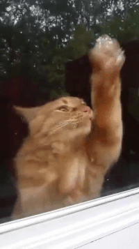 Paws GIFs - Get the best gif on GIFER