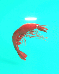 Shrimp GIFs - Get the best gif on GIFER