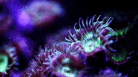 Coral GIFs - Get the best gif on GIFER