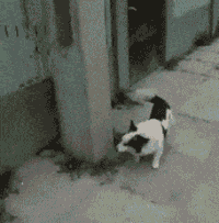 Smart GIFs - Get the best gif on GIFER