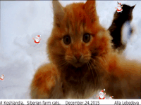 Arachnid GIFs - Get the best gif on GIFER