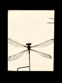 Insects GIFs - Get the best gif on GIFER