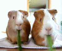 Munching GIFs - Get the best gif on GIFER