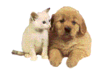 Transparent dog GIFs - Get the best gif on GIFER