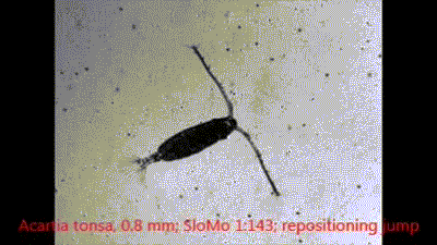 Zooplankton GIF - Conseguir o melhor gif em GIFER