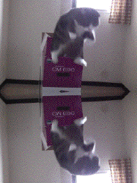 Recursion GIFs - Get the best gif on GIFER