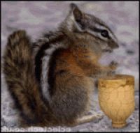 Chipmunk GIFs - Get the best gif on GIFER